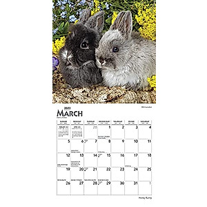 Honey Bunny | 2023 7 x 14 Inch Monthly Mini Wall Calendar | BrownTrout | Domestic Small Cute Animals