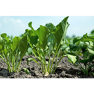 Bulk Daikon Radish Seeds for Food Plot or Cover Crop - Chinese, Japanese, or Oriental Radish - Easy to Grow (5 Pounds)
