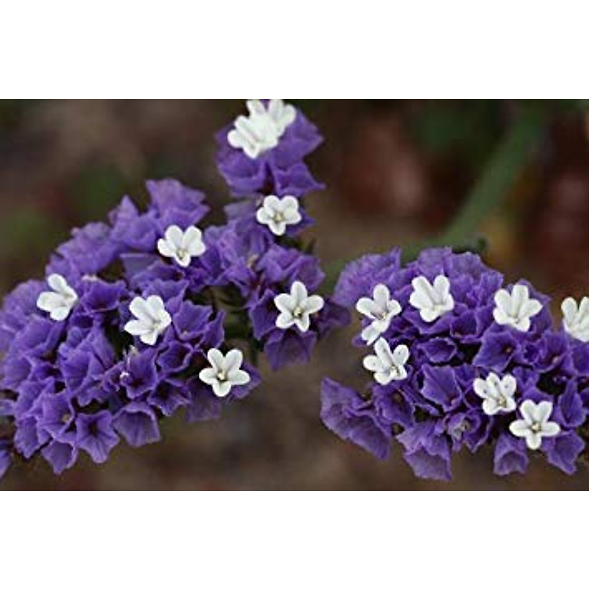 50 PURPLE STATICE / SEA LAVENDER Limonium Sinuatum Flower SeedsComb S/H