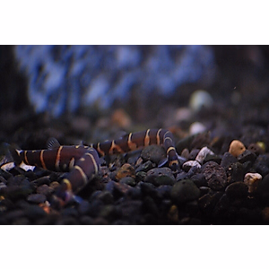 2" Banded Kuhli Loach Live Fish Aquatic Pets
