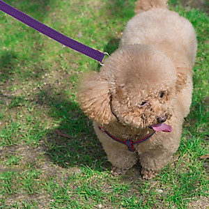 6PCS Dog Slip Leads D Ring Kennel Nylon Rope for Pet Animal Control Grooming Shelter Rescues Doggy Daycare