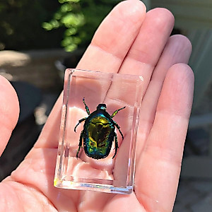 Dr. Steve Hunters - Bugs World Collection - 10 REAL insects - Scientific Educational Toy