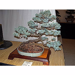 Blue Spruce Bonsai Tree Seeds for Planting | 20 Seeds | Popular Coniferous Tree for Bonsai