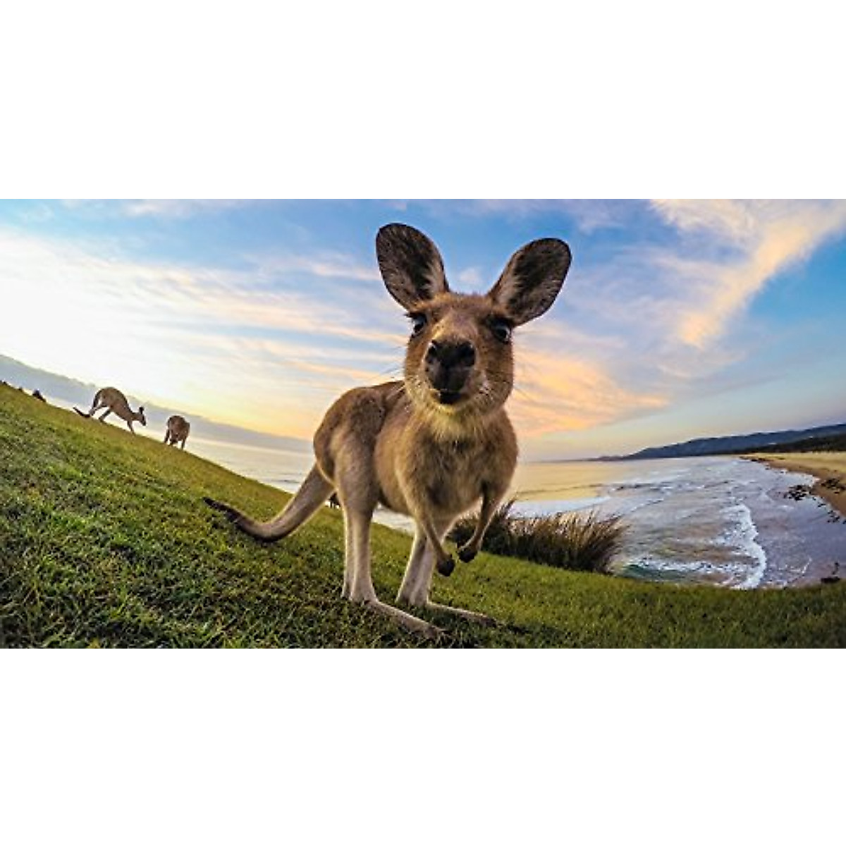 GoPro Tripod Mounts (All GoPro Cameras) - Official GoPro Mount, Black