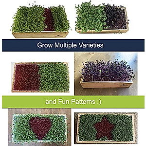 Microgreens Growing Kit Self Watering - Includes Microgreens Tray, Microgreens Seeds, Mats and Bamboo Surround. No Soil Needed. Easy to Set up. Sprouting Kit that water once. Guaranteed to Grow.
