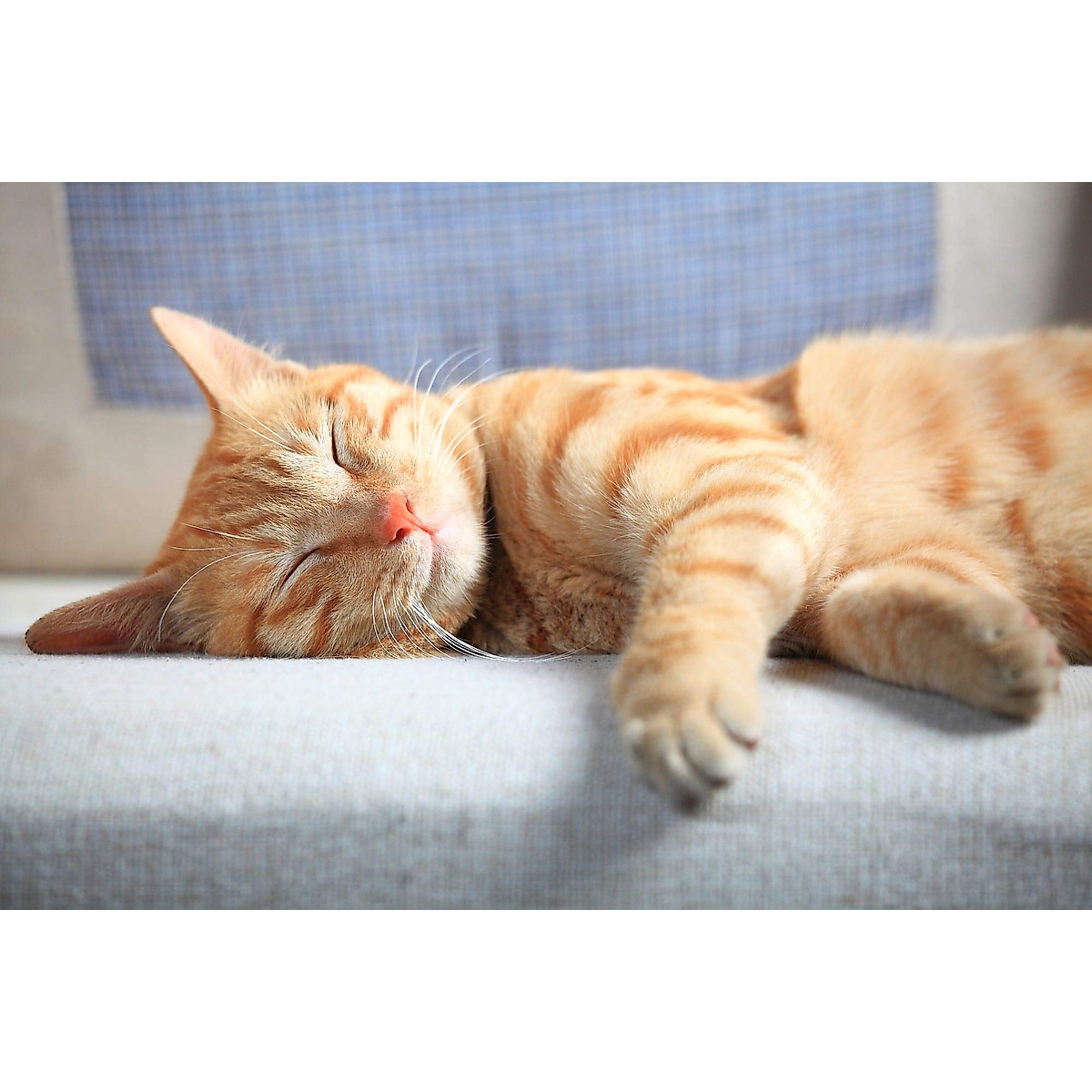 MY LUCKY PETS LLC Amino Acid Supplement for Cats - CAT L-LYSINE Powder - Immune System Booster - Eye Health - Vet Recommended - Natural - Anti inflammatory for Cats - 1 Bottle (8 OZ)