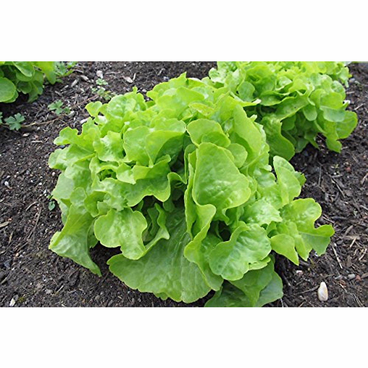 Oakleaf Leaf Lettuce Seeds for Planting, 1000+ Heirloom Seeds Per Packet, (Isla's Garden Seeds), Non GMO Seeds, Botanical Name: Lactuca Sativa, Great Home Garden Gift