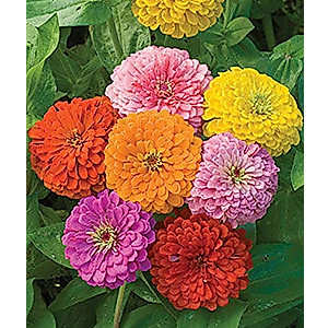 Zinnia - California Giant Mix - Bulk Pack 5,000 Seeds by Seeds2Go