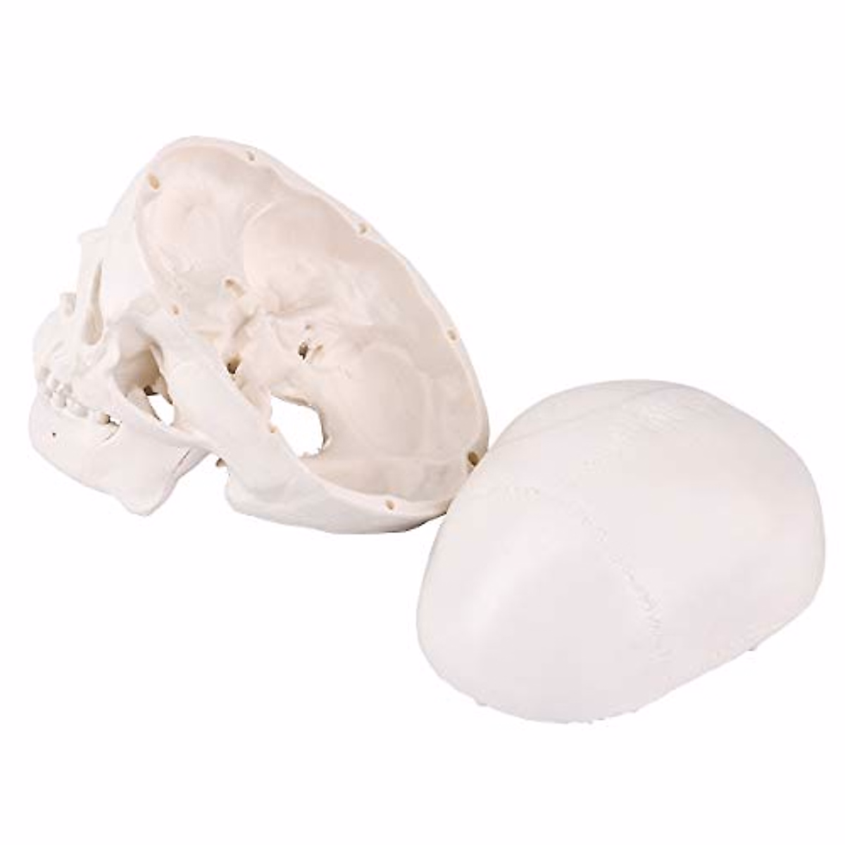 SKUMOD Mini Human Medical Skull Model, Removable Skull Cap & Full Set of Teeth Perfect for Teaching & Learning(Palm-Sized Skull)
