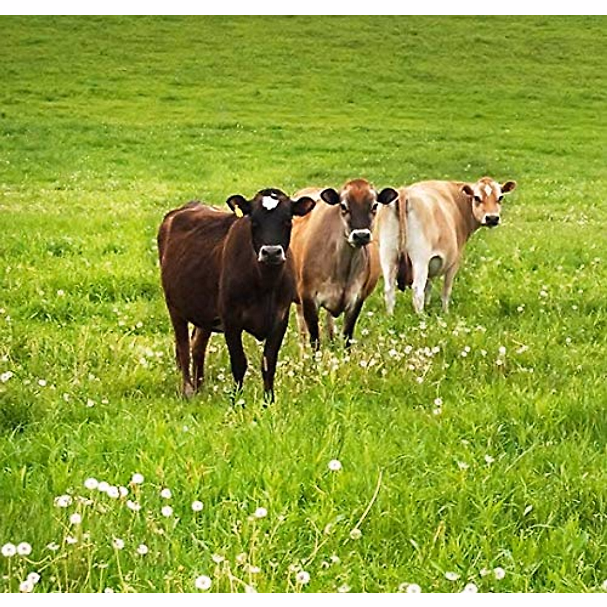 Maple Hill Creamery Organic Cream on Top Yogurt - USDA Organic Whole Milk Yogurt – Unsweetened No Sugar Added– 100% Certified Grass-Fed Yogurt, Plain, 32 oz