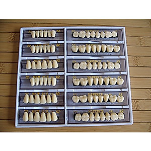 24 Plate 28X1 A1 Denture Shanghai ACRYLIC RESIN Teeth Dental Size 22
