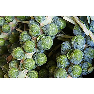 Long Island Improved Brussels Sprout Seeds for Planting, 200+ Heirloom Seeds Per Packet, (Isla's Garden Seeds), Non GMO Seeds, Botanical Name: Brassica oleracea, Isla's Garden Seeds