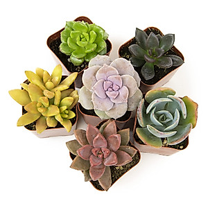 Altman Plants, Live Succulents Plants Live Houseplants (6PK), Succulents Live Plants Live House Plants Indoors Live, Live Cactus Plants Live Cacti Succulent Plants Live Indoor Plants Live Houseplants