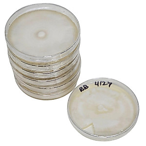 Malt Extract Agar Plates for Mycology, 10 Pack