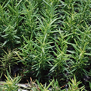 Bonnie Plants Rosemary Live Edible Aromatic Herb Plant - 4 Pack, Perennial In Zones 8 to 10, Great for Cooking & Grilling, Italian & Mediterranean Dishes, Vinegars & Oils, Breads
