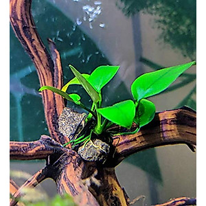 Greenpro Anubias Nana Potted Live Aquarium Plant Easy 100% Snail Free Guanteed