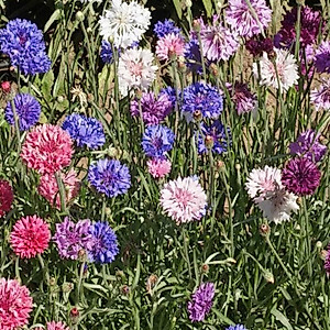 Outsidepride Centaurea Cyanus Cornflower Polka Dot Wild Flower Seeds - 1000 Seeds