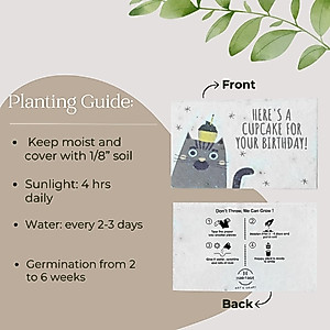 Habitage Seed Paper Birthday Greeting Cards - Set of 12 Eco-friendly Plantable Cards with Envelopes and Gift box | Variety Pack | Recycled Paper Embedded with Holy Basil seeds