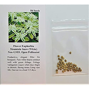 David's Garden Seeds Flower Euphorbia Mountain Snow 3111 (White) 50 Non-GMO, Heirloom Seeds