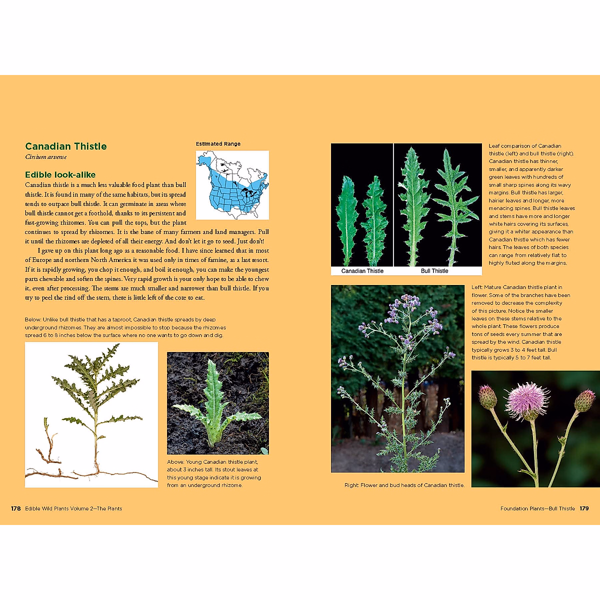 Edible Wild Plants, Volume 2: Wild Foods from Foraging to Feasting (Wild Food Adventure)