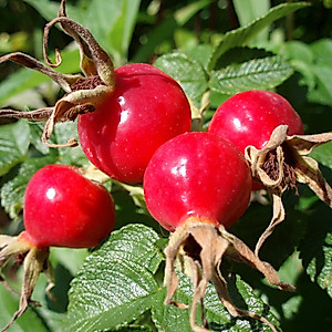 Frozen Seed Capsules - Rose Hip (Rosa canina) - Grow Now or Store for Future Planting - Capsule of 10 Seeds