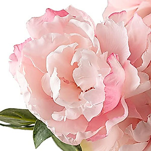 Ashland Michaels Pink Peony Bush