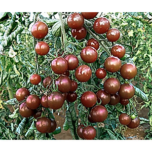30+ Black Cherry Tomato Seeds, Heirloom Non-GMO, Low Acid, Indeterminate, Open-Pollinated, Sweet, Productive, from USA