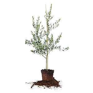 Arbequina Olive Tree - Live Plant, Includes Special Blend Plant Food & Planting Guide- Size (3-4FT)