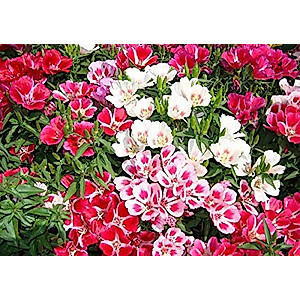 Seeds Satin Flower (Godetia) Mix Large Flower Indoor Garden Beautiful ...