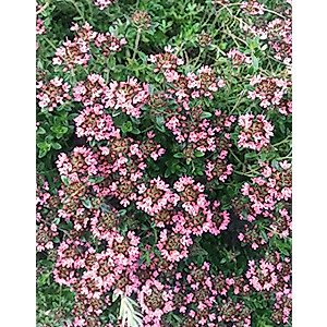 1000 Creeping Thyme Seeds - Thymus Serpyllum- Perennial Ground Cover