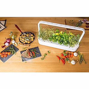 Click and Grow Smart Garden Thyme Plant Pods, 3-Pack