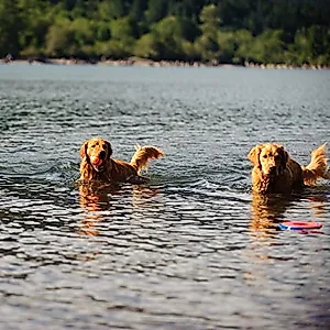 ChuckIt! Paraflight Flyer Dog Frisbee Toy Floats On Water; Gentle On Dog's Teeth And Gums; Large