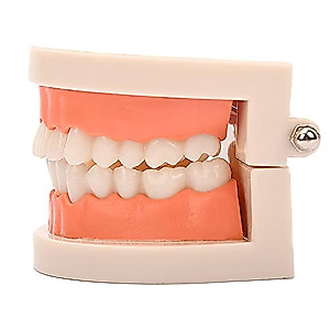 Standard Teeth Model, YOFAN Kids Dental Teaching Study Supplies Adult Standard Typodont Demonstration Teeth Model(Without Wisdom Teeth) (Convenient Design,No Need for Wrenches)