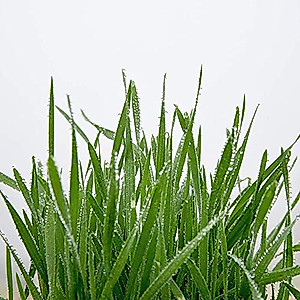 Cat Grass Seeds by Perfect Plants - 1lb. Bag - Guaranteed to Grow Non-GMO Wheat Grass Seed