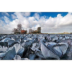 Nikon 10-24mm f/3.5-4.5 G DX AF-S ED Zoom-Nikkor Lens (Renewed)