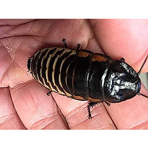 Honeybees100 Tiger Hissing Cockroach Adult Breeding Pair of (Gropmphadorhina grandidieri)