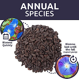 Morning Glory Seeds Heavenly Blue - Large 1 Ounce Packet - Over 1,000 Flower Seeds