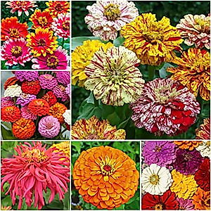 Seed Needs, 1,000+ Crazy Blend Zinnia Seeds for Planting (Zinnia Elegans) Heirloom, Open Pollinated & Untreated - 15+ Varieties of Zinnia Flowers, Zinnia Mix - Bulk