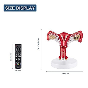 Winyousk Life-Size Uterus and Ovary Model, Anatomical Model of Female Reproductive Organs, Showing Uterus, Ovaries, Vagina, School Teaching Demonstration, Medical Research Model