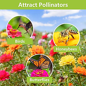 LUOJIBIE Moss Rose Seeds, 10,000+ Bulk Flower Seeds for Planting Outdoors(99% Pure Live Seeds, Non-GMO), Mixed Colors and Large Blooms, Annual Perennial, Easy to Grow, Attracts Pollinators