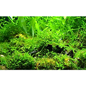 Greenpro Java Moss Live Freshwater Aquarium Plants Easy Ready to Grow