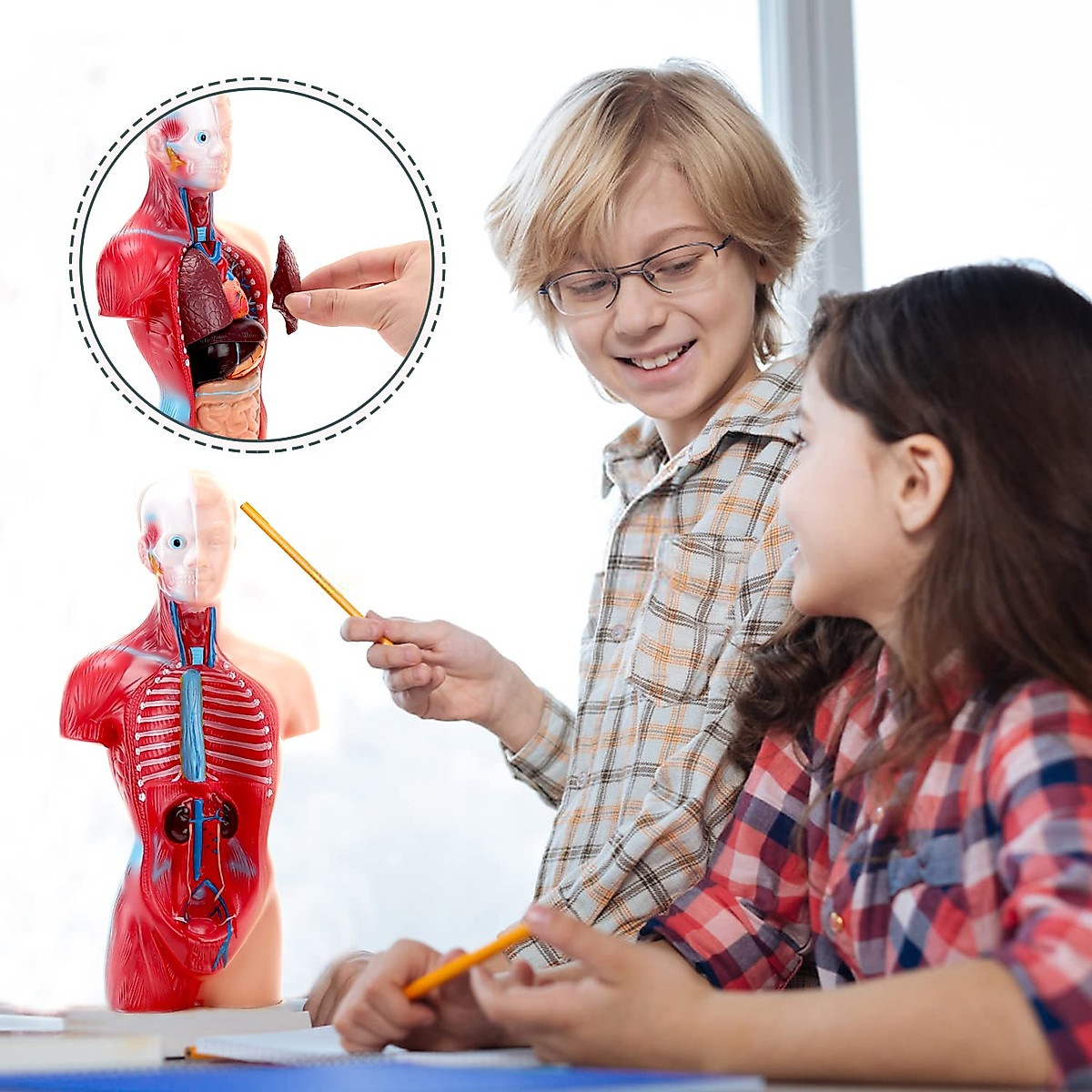 RONTEN Human Torso Body Model, 11inch 4D Medical School Educational Display Tool for Medical Student Learning