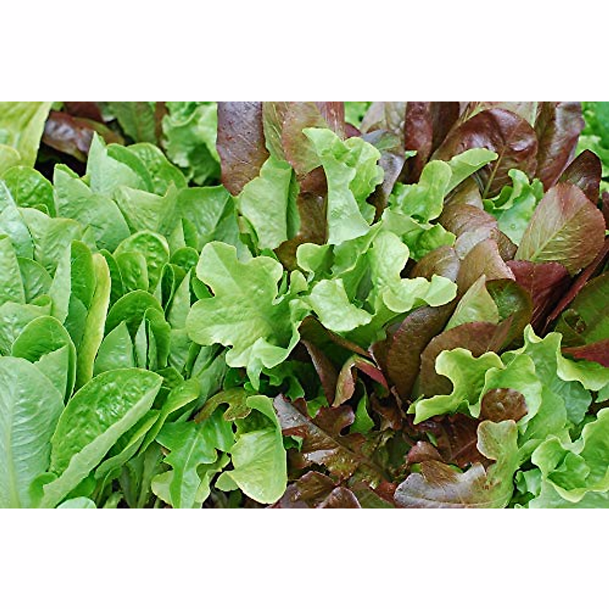 Baby Leaf Lettuce Seeds (Colorful Spring Mix) - 2 Seed Packets! - Over 1000 Open Pollinated Non-GMO USDA Organic Seeds