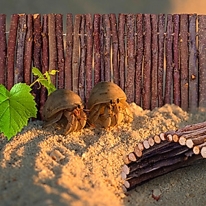 Hermit Crab Hideout,Hermit Crab Climbing Toys,Reptile Climbing Decor for Small or Medium Hermit Crab Habitat (Hermit Crabs Climb Bridges) Small Size