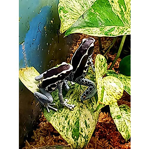 Josh's Frogs Bioactive Dart Frog Substrate Vivarium Bundle- Extra Large