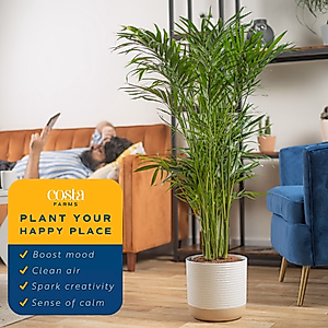 Costa Farms Cat Palm, Live Indoor Houseplant in Garden Plant Pot, Floor House Plant Potted in Potting Soil, Housewarming Gift for New Home, Living Room, Office, Patio Palm Tree Decor, 3-4 Feet Tall