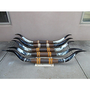 XXL Mounted Steer Cow Bull Texas Long Horns (One Set Only) Longhorn 5' 5" to 5' 11"