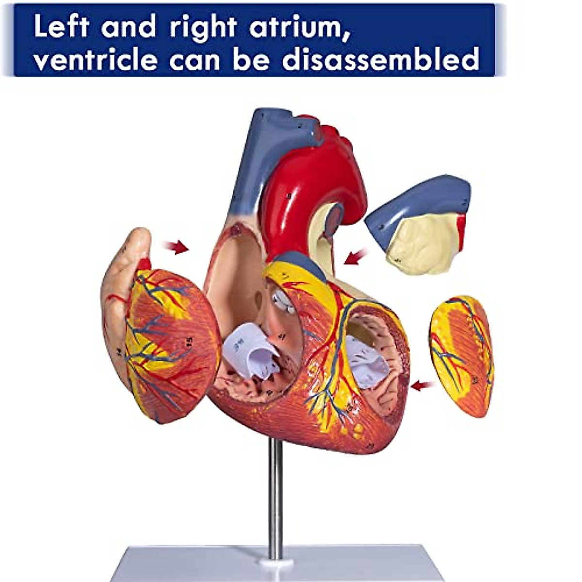 LVCHEN 2X Enlarged Anatomical Heart Model - Human Heart Model with Rigth/Left Atrial Appendage Anatomical Model for Science Classroom and Cardiology Study