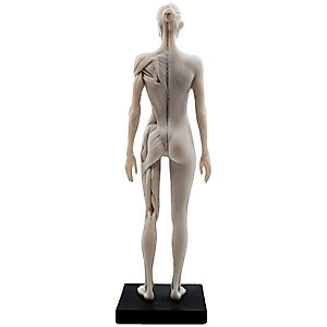 Alkita Female Resin Human Body Musculoskeletal Anatomical Model 11 inch