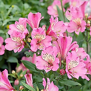 Pink Alstroemeria Seeds Peruvian Lily Perennial Attracts Butterflies Cut Flowers Deer Resistant Cutting Garden Borders Containers Outdoor 10Pcs Flower Seeds by YEGAOL Garden